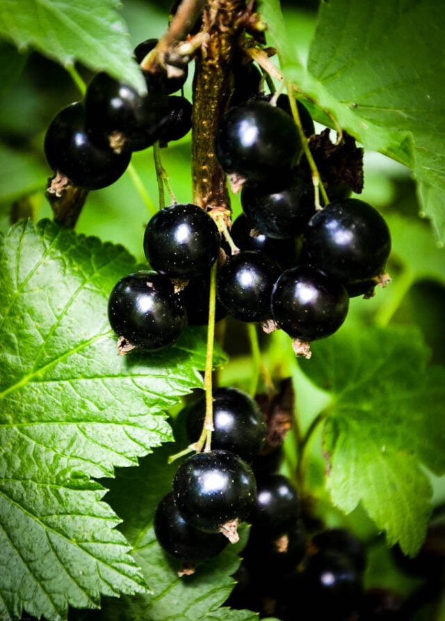 Homemade Cassis (French blackcurrant liqueur) - Larder Love
