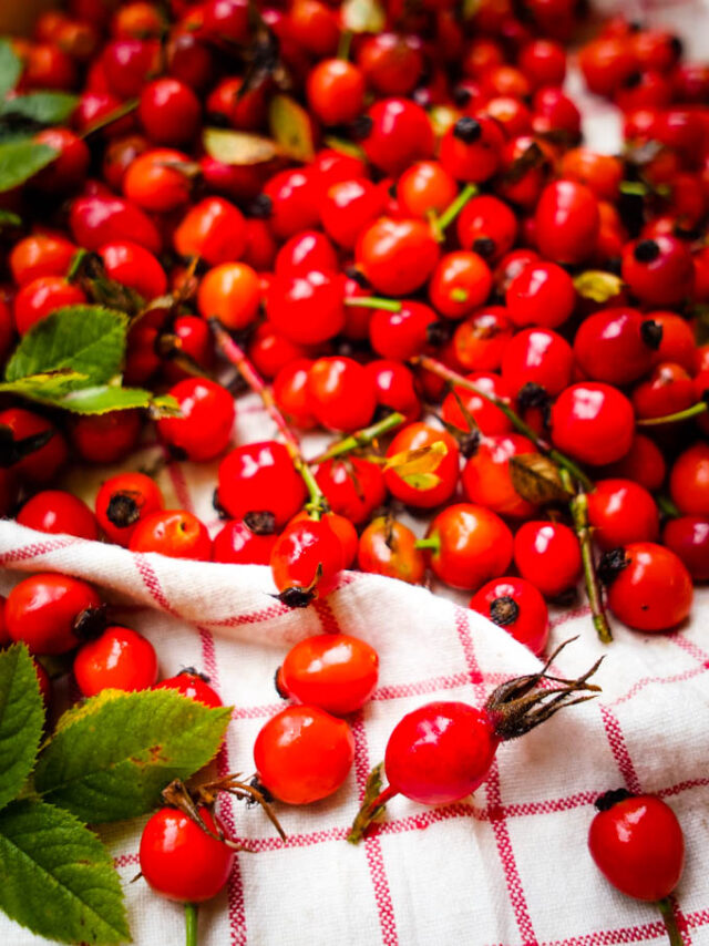 Traditional Scottish Rosehip Jelly (only 4 ingredients!) - Larder Love