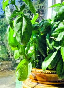 Easy Recipe For Classic French Pistou Sauce - Larder Love