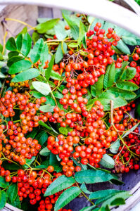 Easy Homemade Rowan Berry Jelly - Larder Love