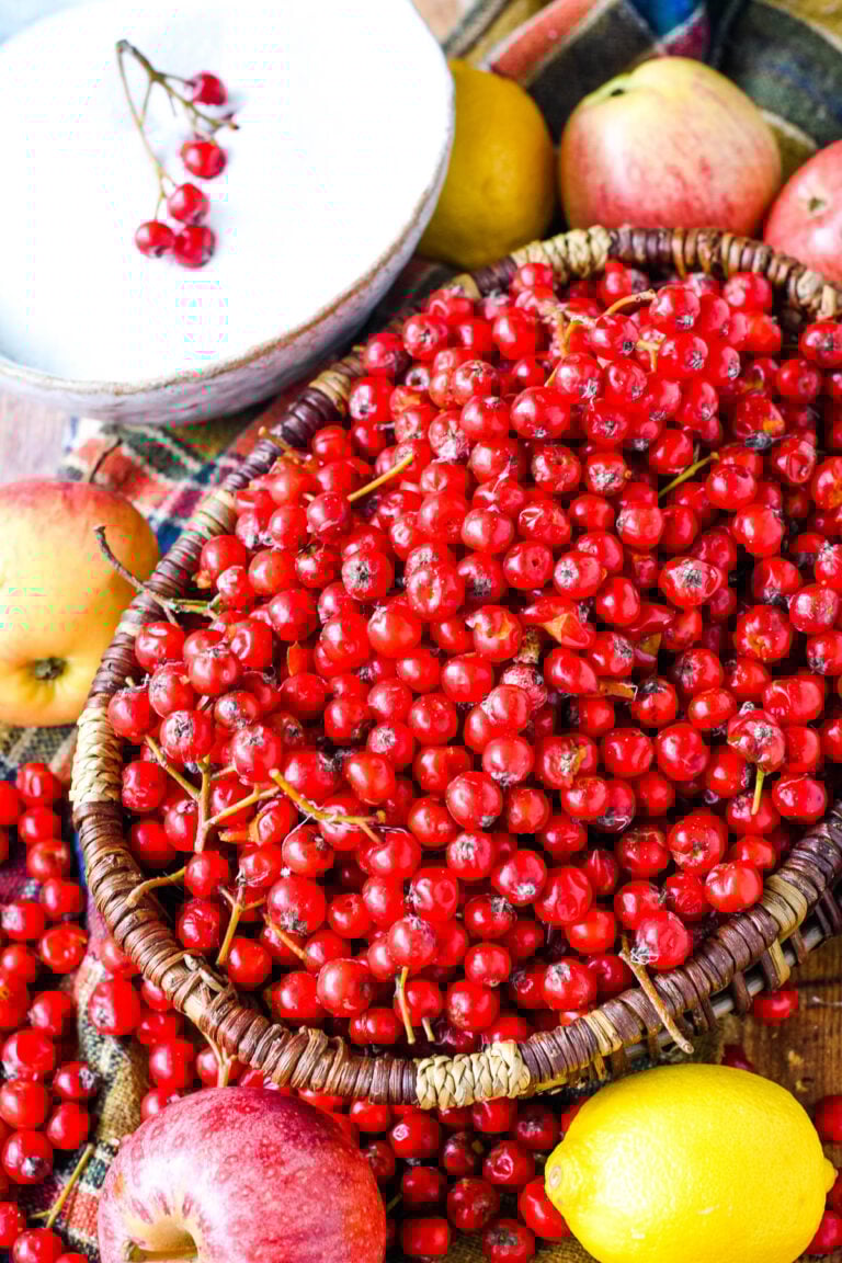 Easy Homemade Rowan Berry Jelly - Larder Love