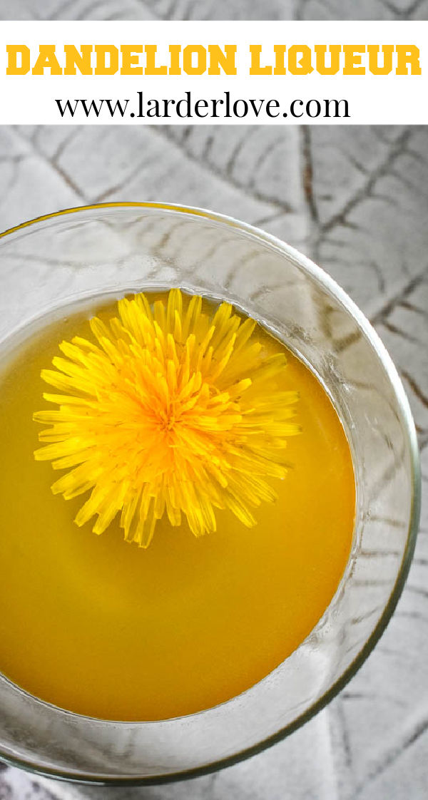 Homemade Dandelion Liqueur Recipe - Larder Love