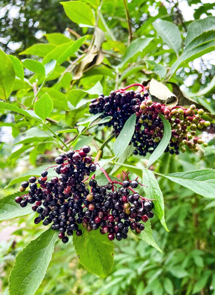 Easy Homemade Elderberry Jam - 3 Ingredients And No Pectin - Larder Love